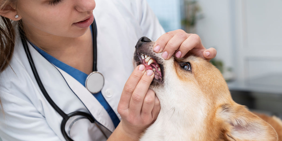 Menangani Rabies : Langkah-Langkah Penting untuk Kesehatan Anda dan He ...